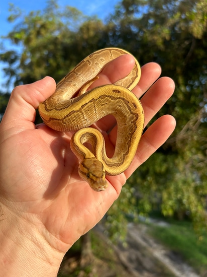Lemon Blast Vanilla Ball Python By Calusa Reptiles