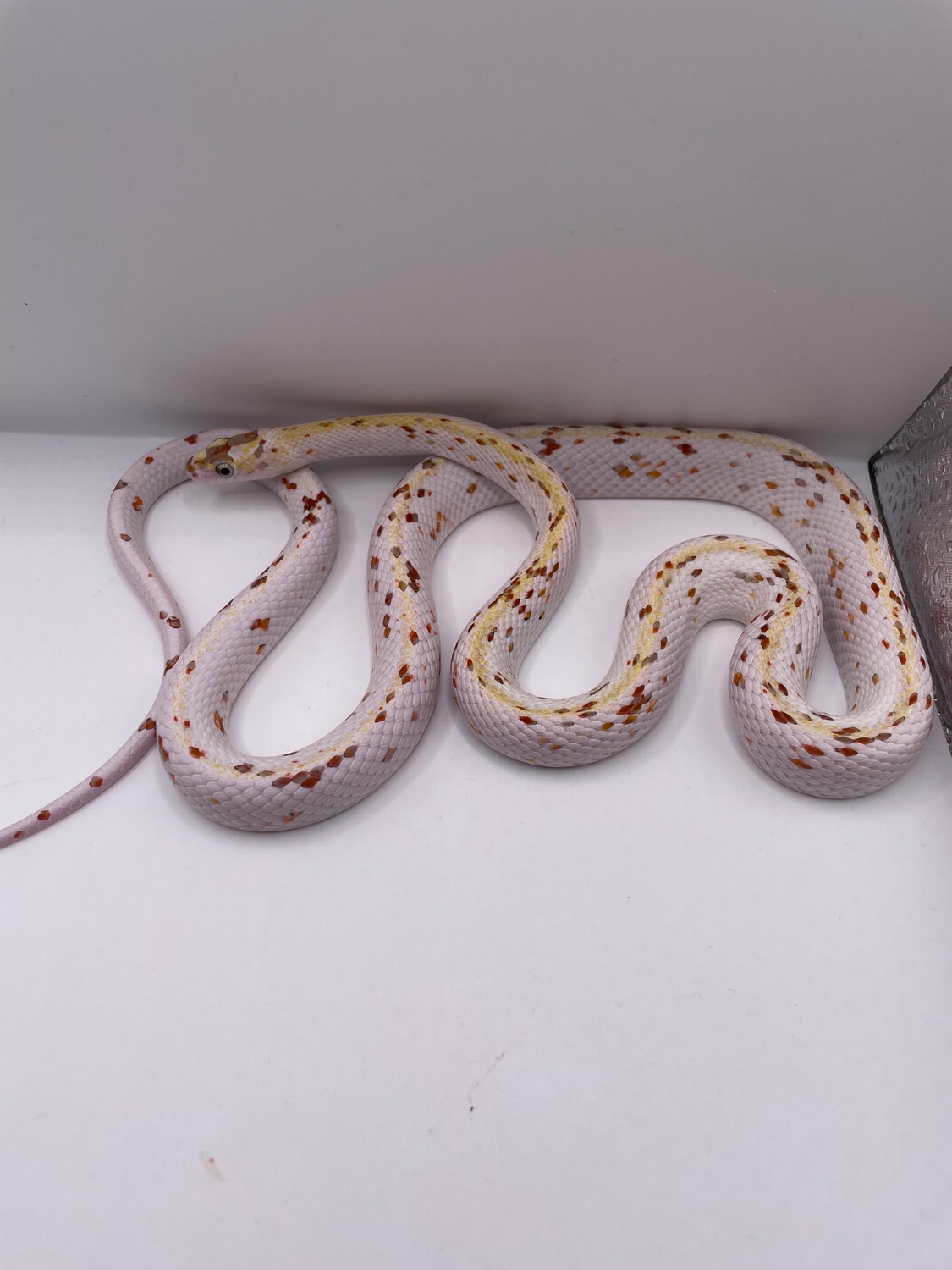 Palmetto Het Caramel Het Amel 50% Het Hypo Lavender Corn Snake by Cp ...