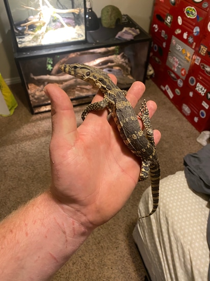 CB Sumatran Asian Water Monitor by Cams critters