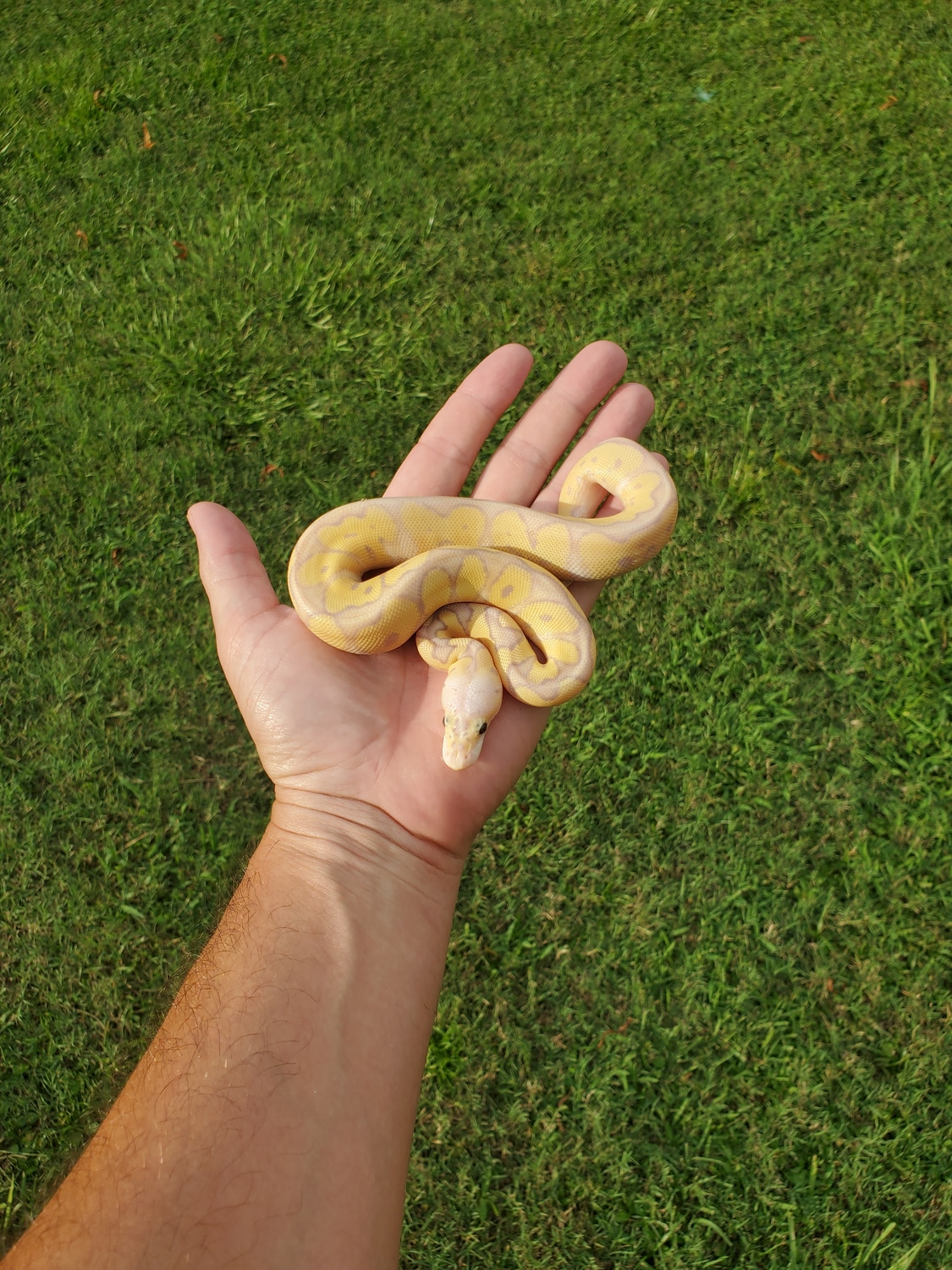Super Pastel Banana Poss Blade Clown Ball Python by Winfree Reptiles ...