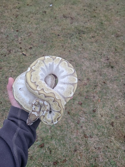 Bamboo GHI Ball Python by Winfree Reptiles