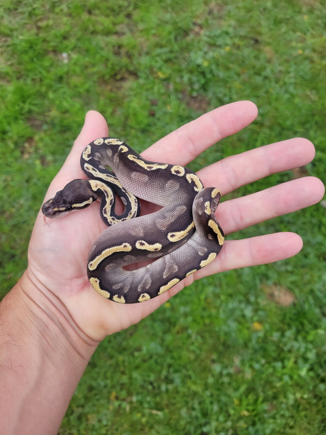 Ghi Mojave Het Clown Ball Python by Winfree Reptiles - MorphMarket