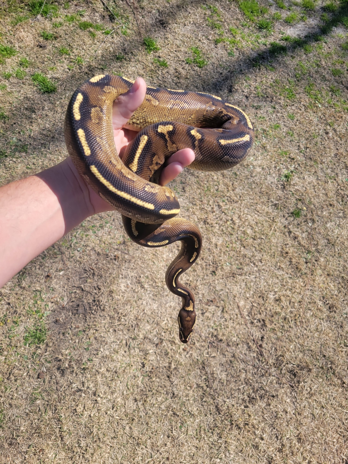 Super Asphalt Ball Python by Winfree Reptiles - MorphMarket