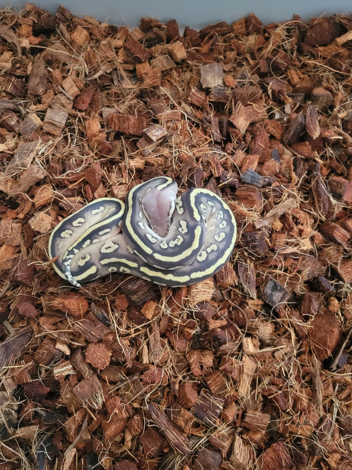 Pastel Mojave Mahogany Ball Python by Winfree Reptiles - MorphMarket