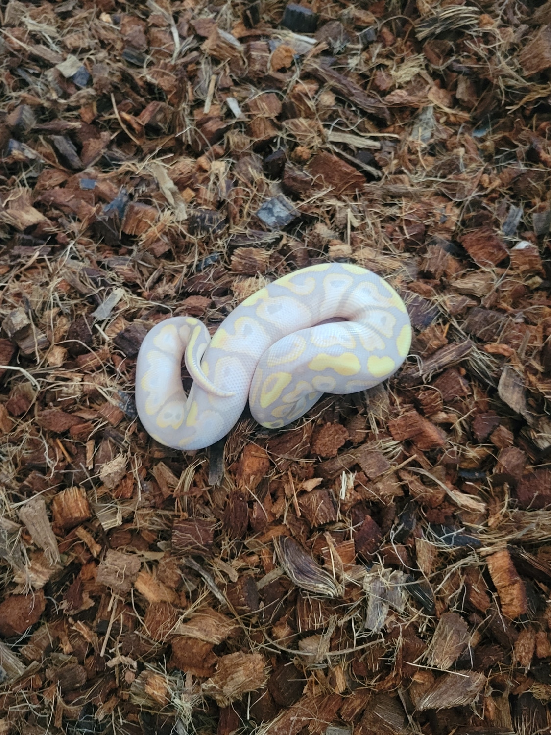 Banana Calico Pos Spotnose 66% Het Sunset Female Maker Ball Python by ...