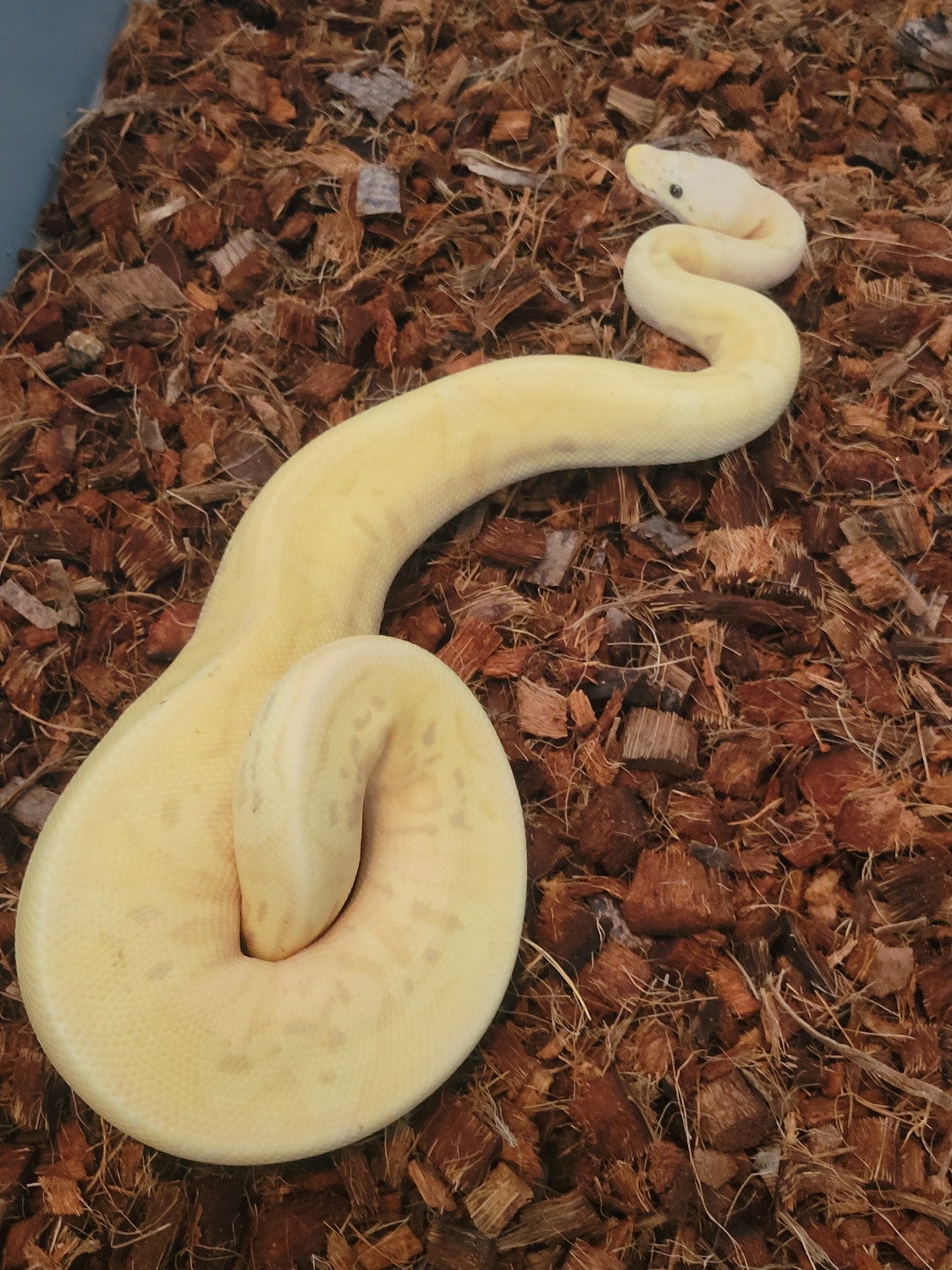 Super Pastel Banana Stranger Clown Ball Python by Winfree Reptiles ...