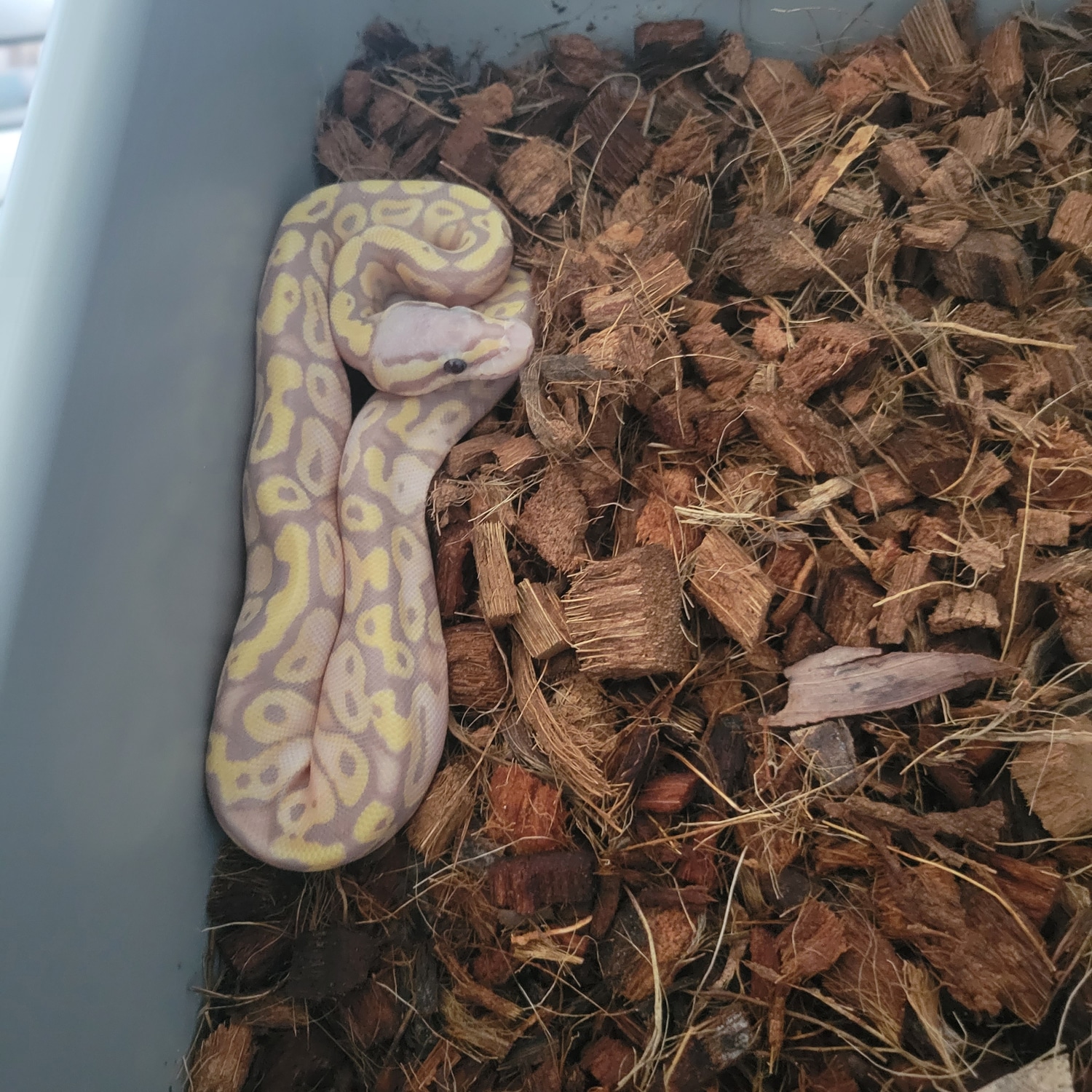 Pastel Banana Poss Cypress Pos Fire 66% Het Clown Ball Python by ...