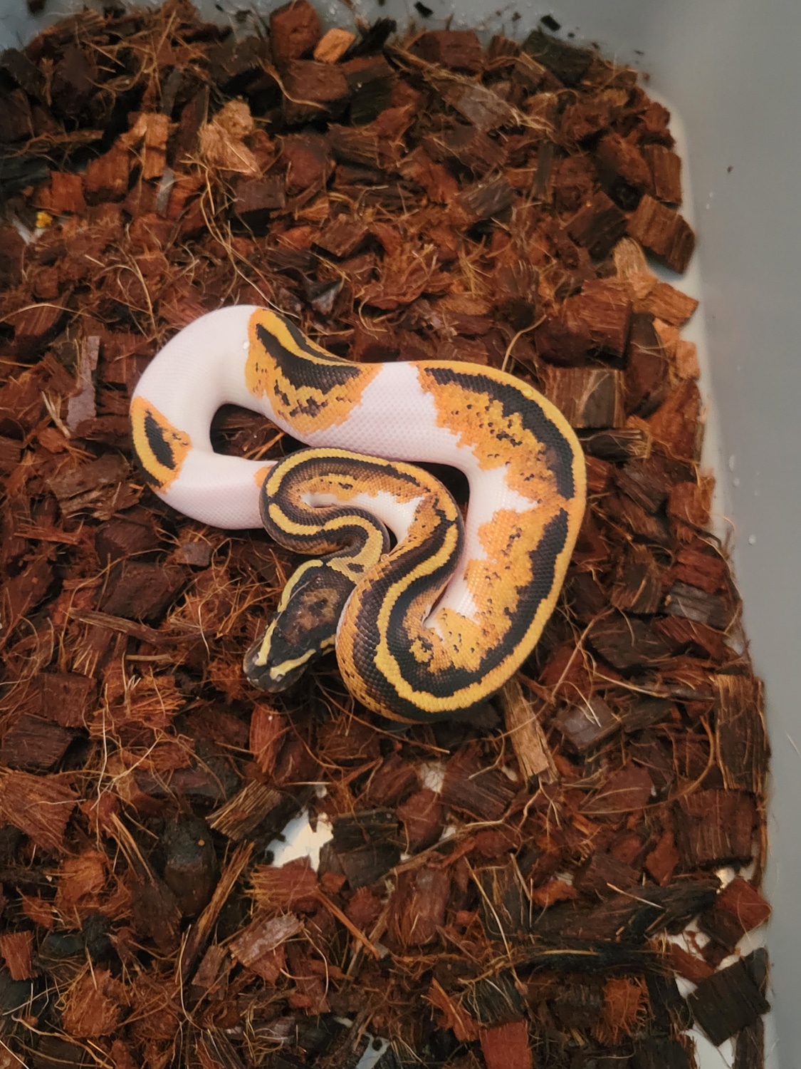 Leopard Yellowbelly Pied Pos Orange Dream Ball Python by Winfree ...