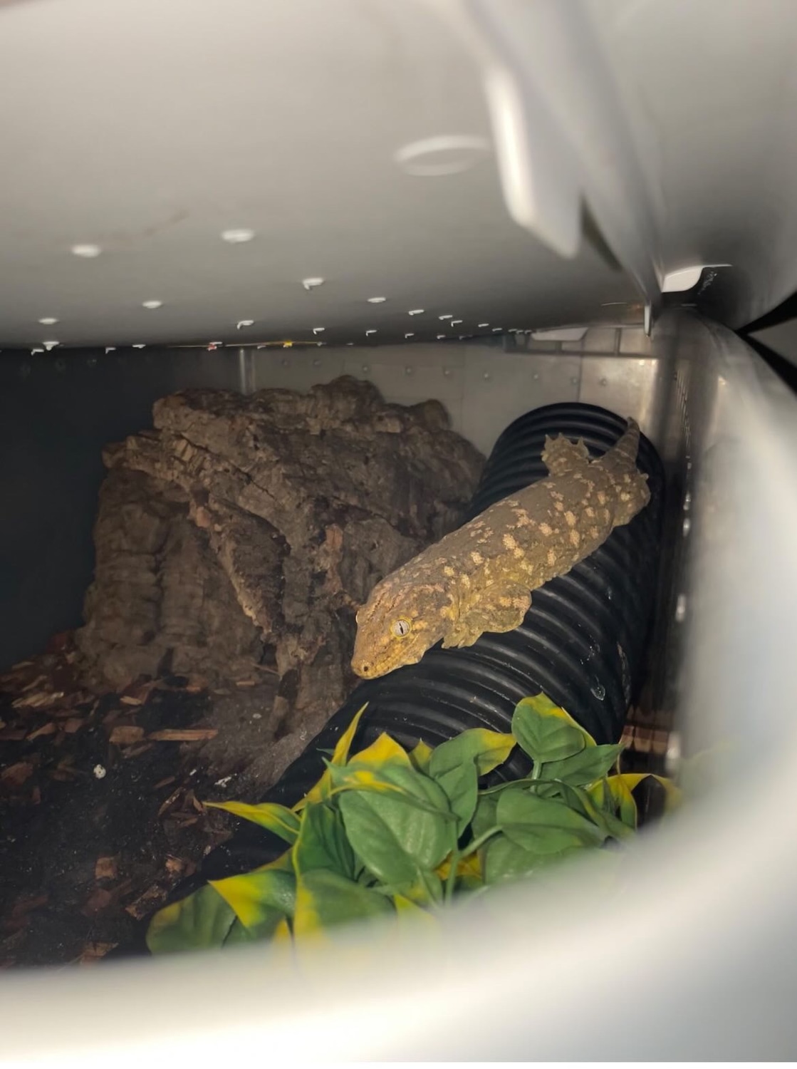 GT X Nuu Ama Leachianus Gecko by Winfree Reptiles - MorphMarket