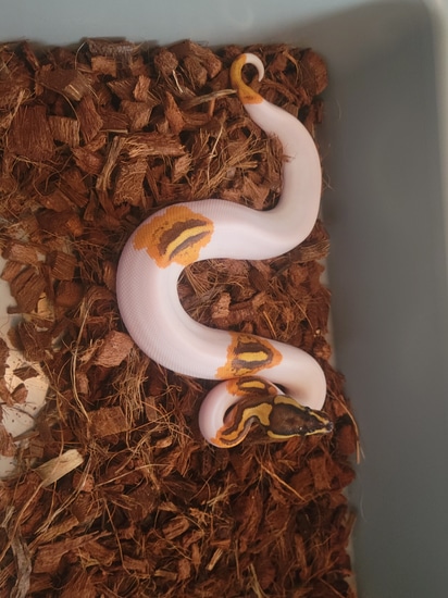 Yellowbelly Pied Pos Leopard Ball Python by Winfree Reptiles