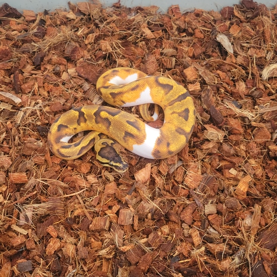 Yellowbelly Enchi Pied Poss Genex Pos OD Pos Leopard Ball Python by ...