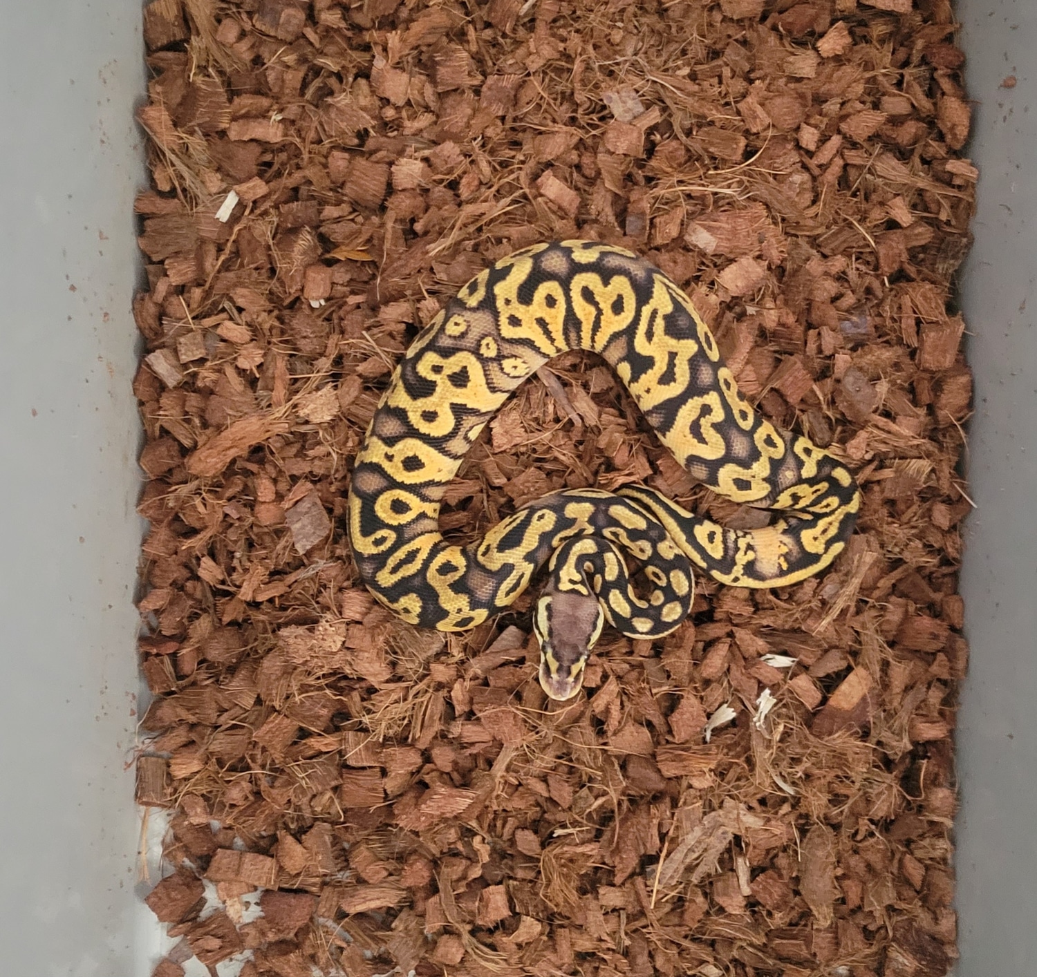 Pastel Asphalt Het Clown Ball Python by Winfree Reptiles - MorphMarket