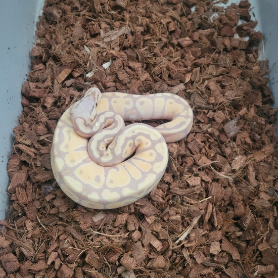 Pastel Banana Het Clown Ball Python by Winfree Reptiles