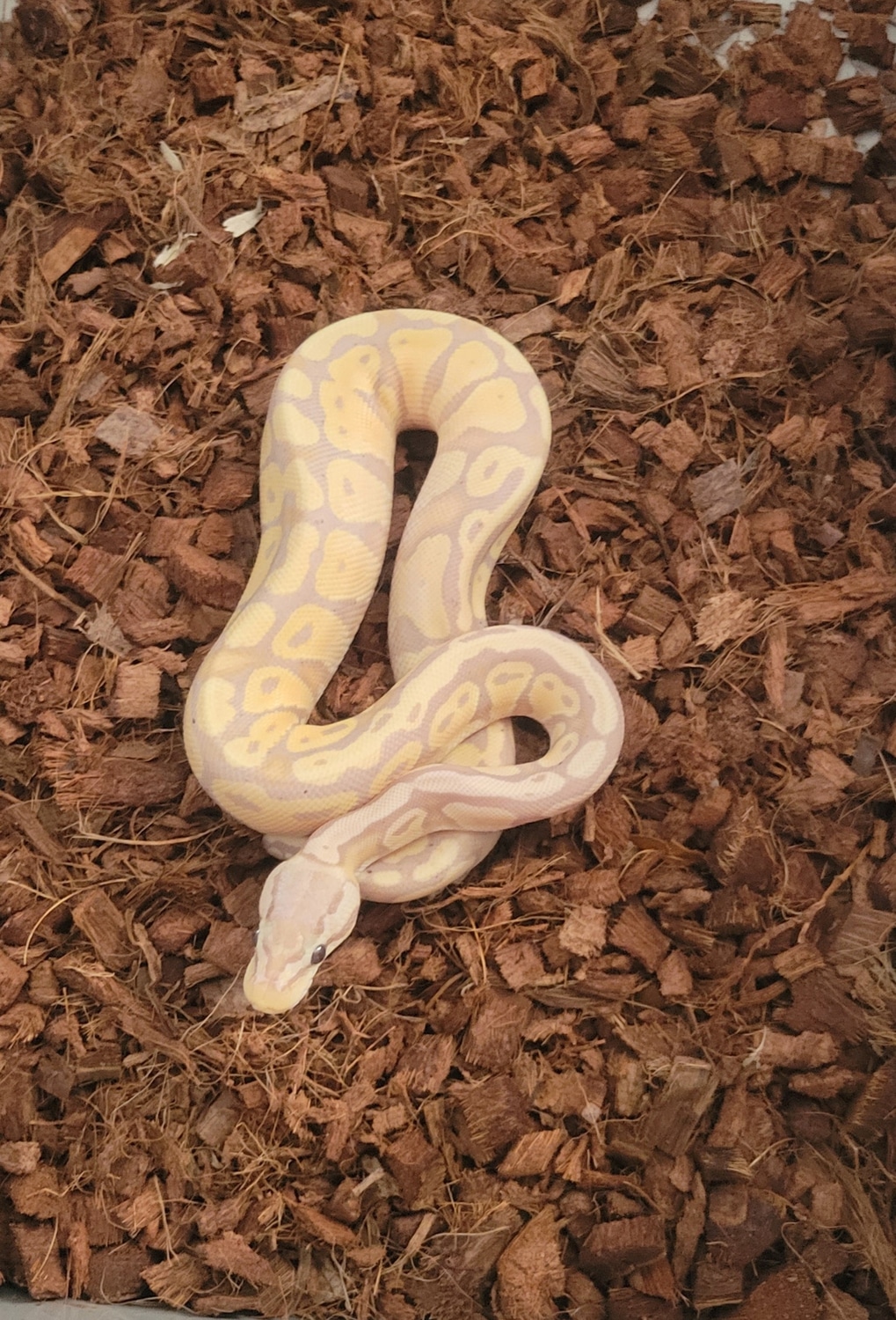 Pastel Banana Poss Fire 66% Het Clown Ball Python by Winfree Reptiles - MorphMarket