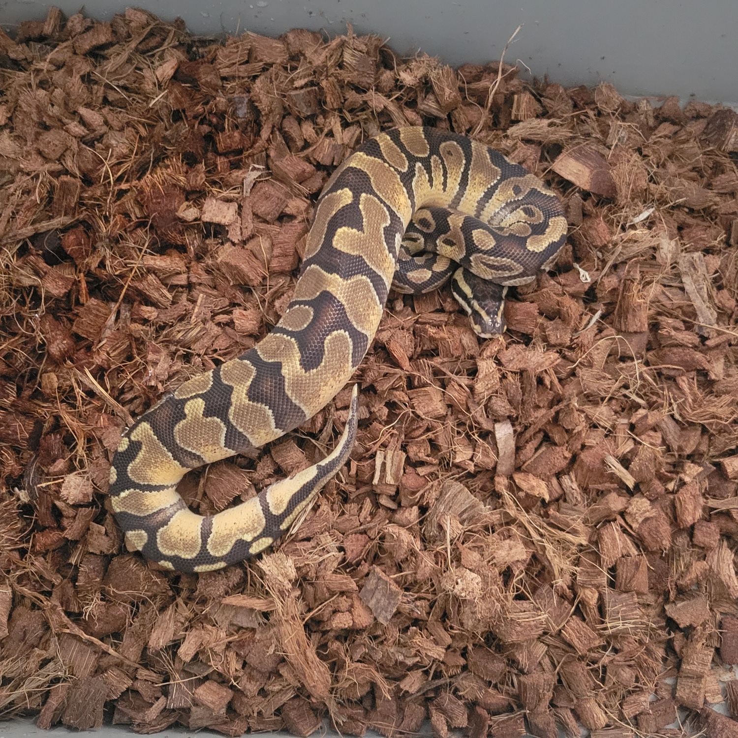 Enchi Het Sunset Ball Python by Winfree Reptiles - MorphMarket