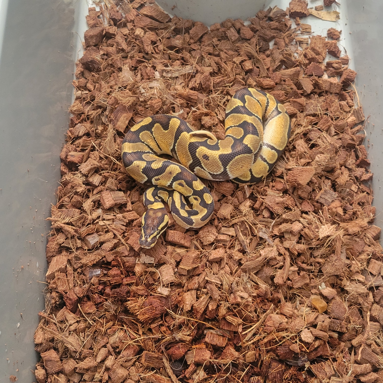 Leopard Enchi Het Sunset Ball Python by Winfree Reptiles - MorphMarket