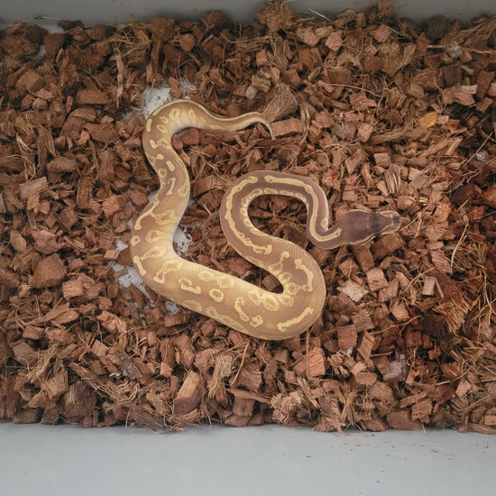 Mojave Sunset Pos Yellowbelly Pos Leopard Ball Python by Winfree Reptiles