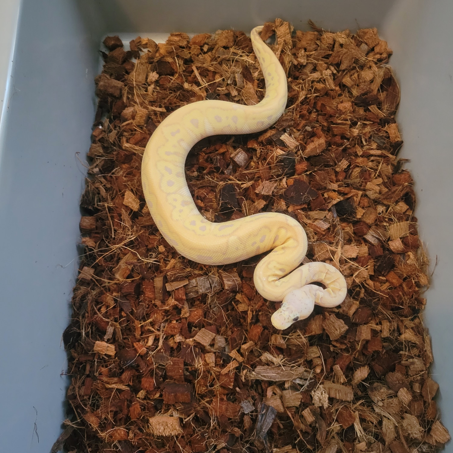Pastel Banana Clown Ball Python by Winfree Reptiles - MorphMarket