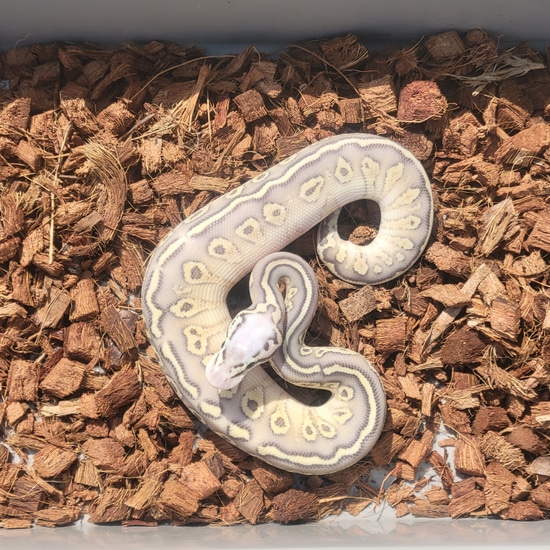 Pastel Butter Stranger Het Clown Het Hypo Ball Python by Winfree Reptiles