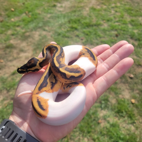 GeneX Yellowbelly Pos Leo Pied Ball Python by Winfree Reptiles