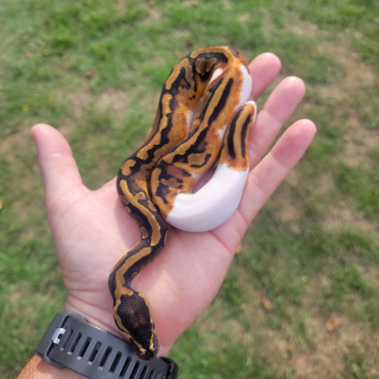 Enchi Leopard Yellowbelly Genex Pied Ball Python by Winfree Reptiles