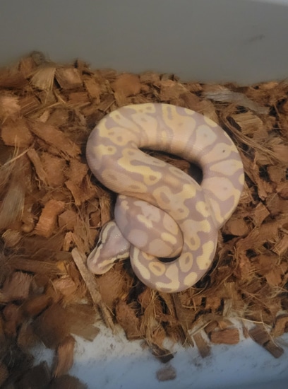 Pastel Banana Het Sunset Het Puzzle Ball Python by Winfree Reptiles