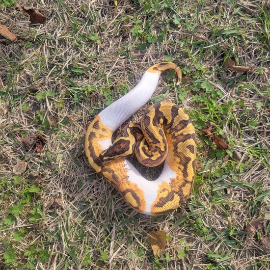 Yellowbelly Genex Enchi Pos Leopard Pied Ball Python by Winfree Reptiles