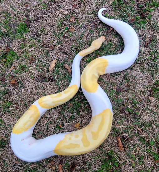 Candino Pied Female Proven Ball Python by Winfree Reptiles