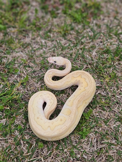 Pastel Butter Stranger Clown Ball Python by Winfree Reptiles