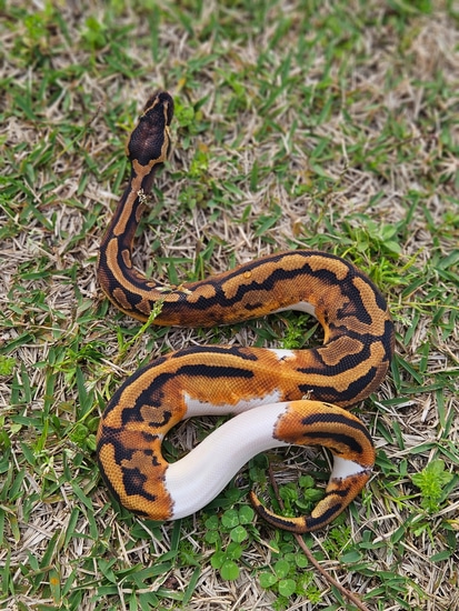 Leopard Yellowbelly Pied Pos Genex Ball Python by Winfree Reptiles