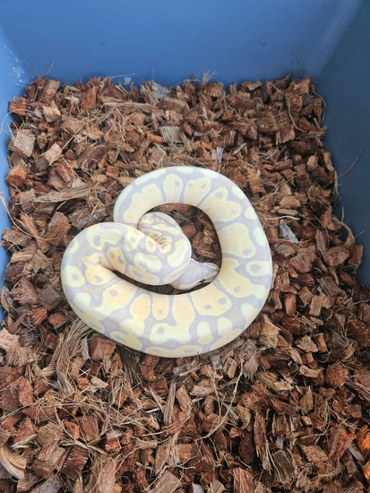 Pastel Banana Het Sunset Het Puzzle Ball Python by Winfree Reptiles