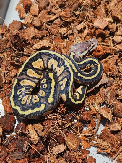 Pastel Stranger Het Clown Ball Python by Winfree Reptiles