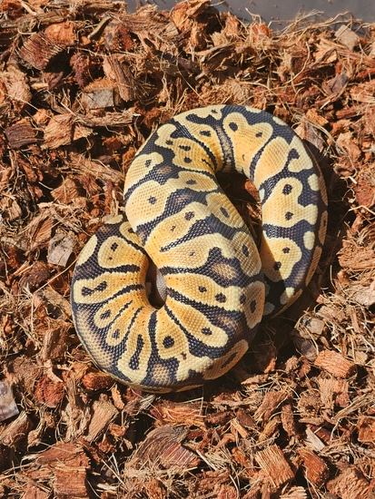 Pastel Het Sunset Het Puzzle Ball Python by Winfree Reptiles