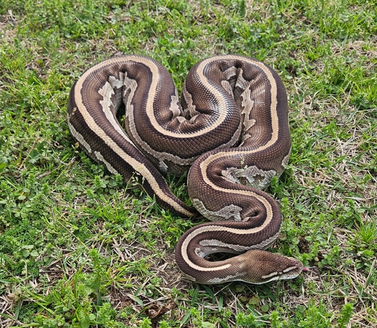 Black Head Leopard Lesser Pos Het Pied Ball Python by Winfree Reptiles