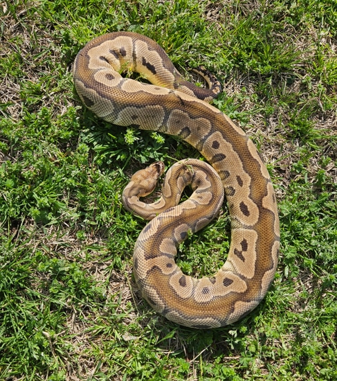 Red Stripe Clown Ball Python by Winfree Reptiles