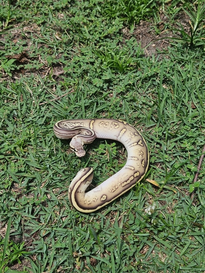 Pastel Leopard Lesser Stranger Het Clown Ball Python by Winfree Reptiles