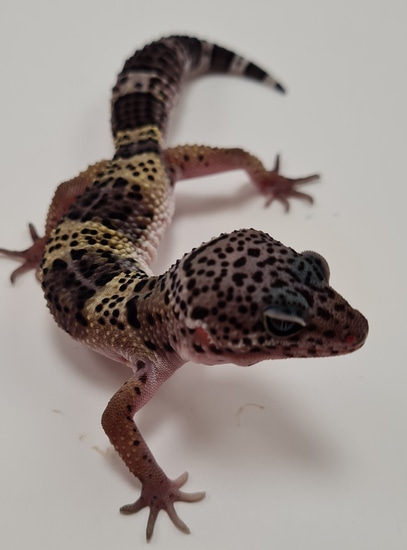 Black Night Leopard Gecko by Cambridge Gecko UK