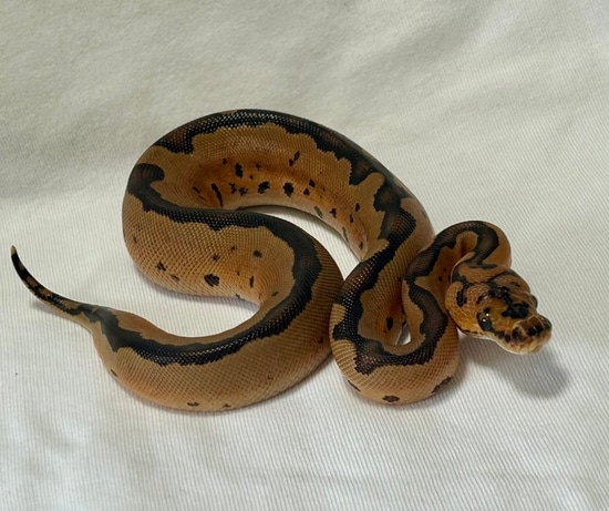 Blade Batman Ball Python by Exotics Maniac