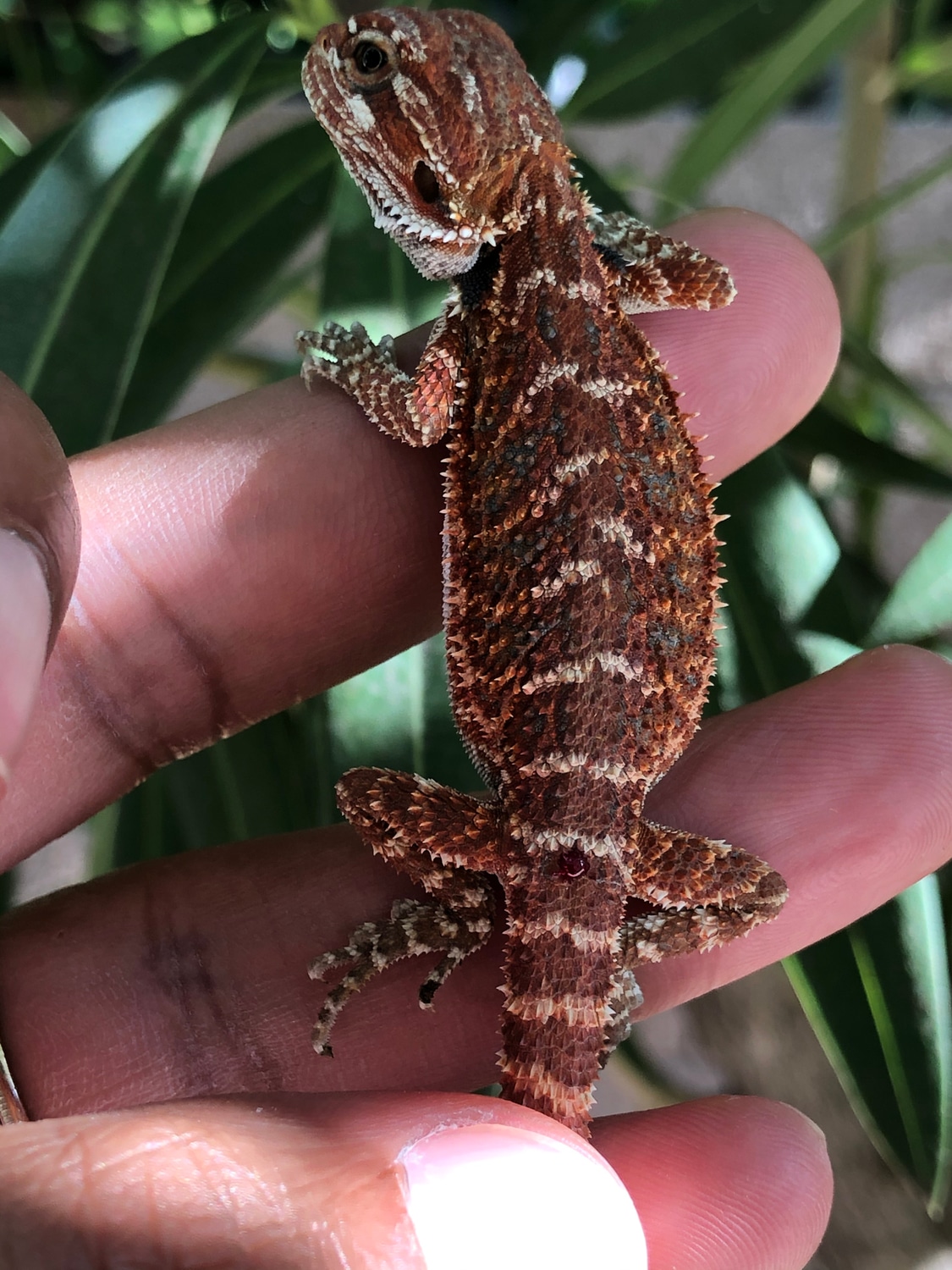 Hypo 100% Het Trans Red Central Bearded Dragon by Celebrity Reptiles ...