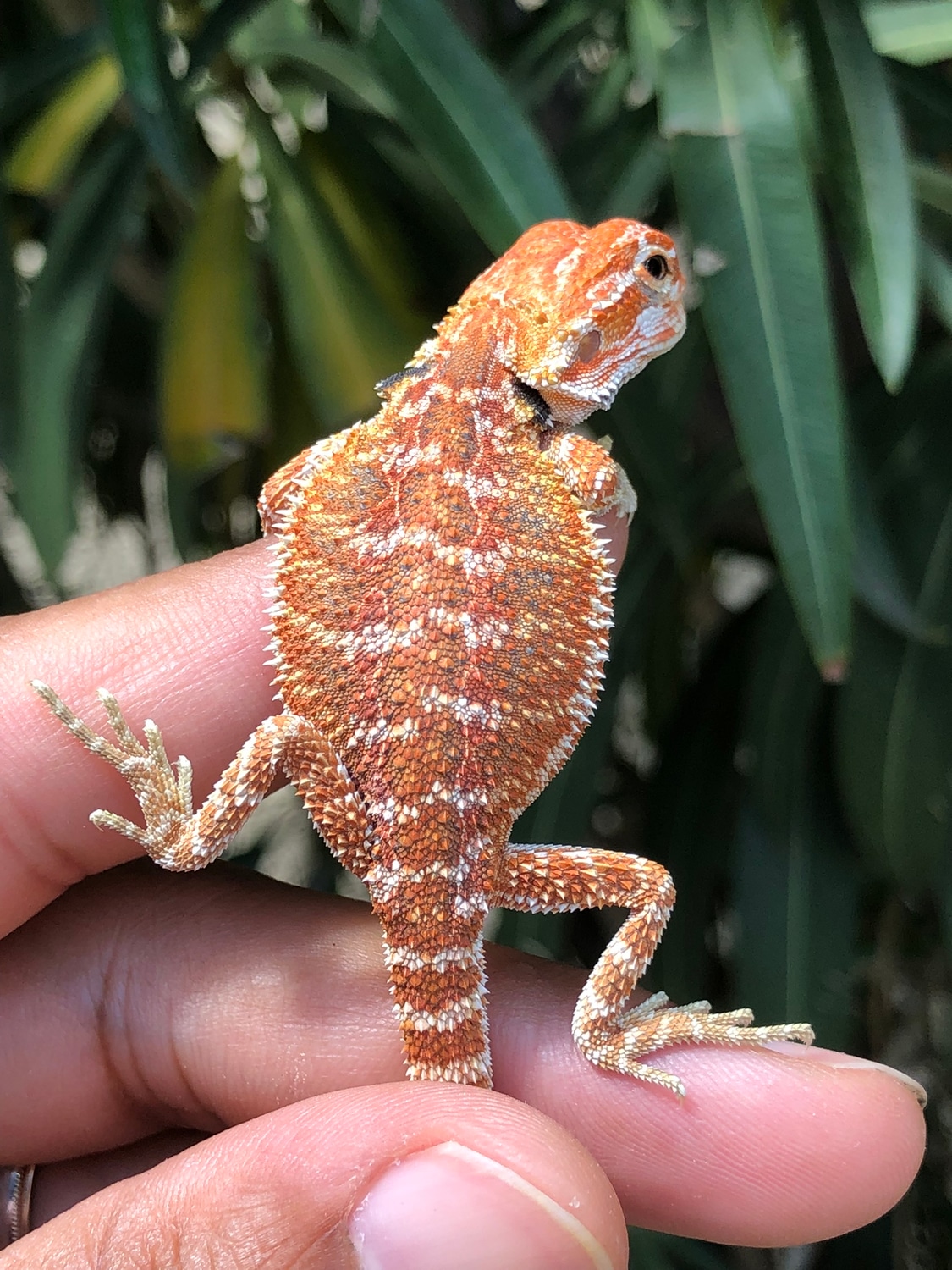 Hypo 100% Het Trans Red Central Bearded Dragon by Celebrity Reptiles ...