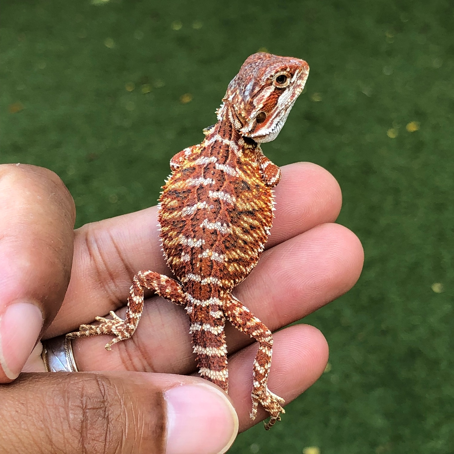 Hypo 100% Het Trans Red Central Bearded Dragon by Celebrity Reptiles ...