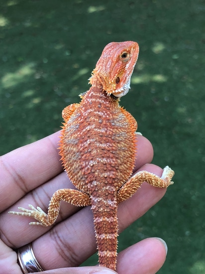 Red Hypo 100% Het Trans Central Bearded Dragon by Celebrity Reptiles