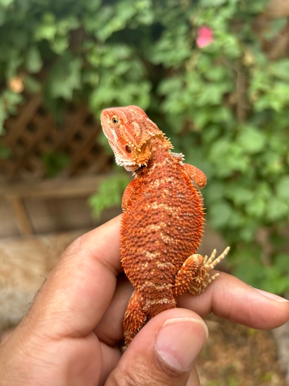 Red Hypo Het Trans Central Bearded Dragon by Celebrity Reptiles