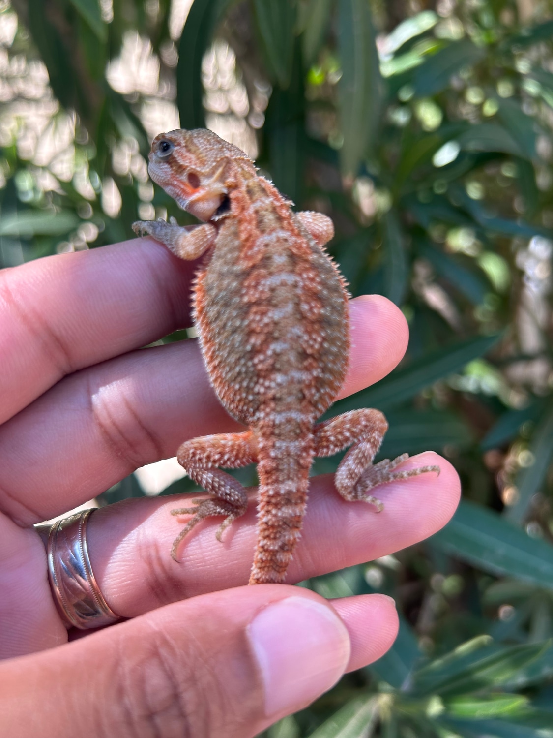 Trans 100% Het Hypo 66% Het Wit And 50% Het Zero Central Bearded Dragon ...