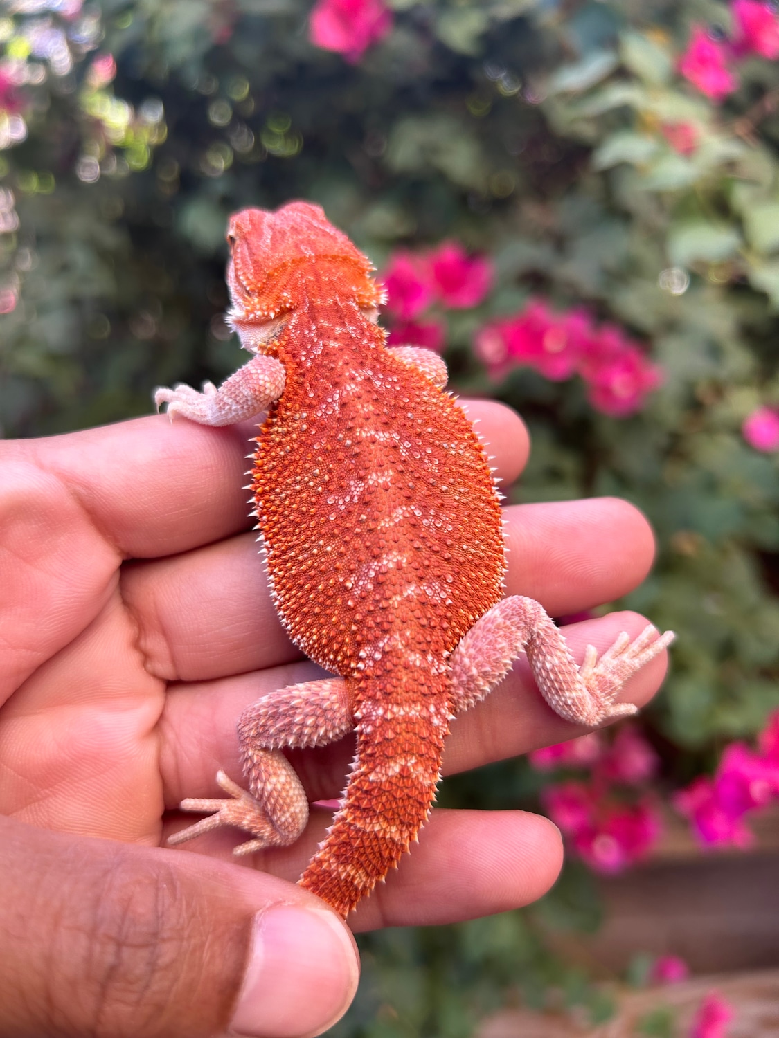 Red Hypo 66% Poss Het Trans Central Bearded Dragon by Celebrity ...