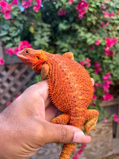 Red Hypo Trans Central Bearded Dragon by Celebrity Reptiles