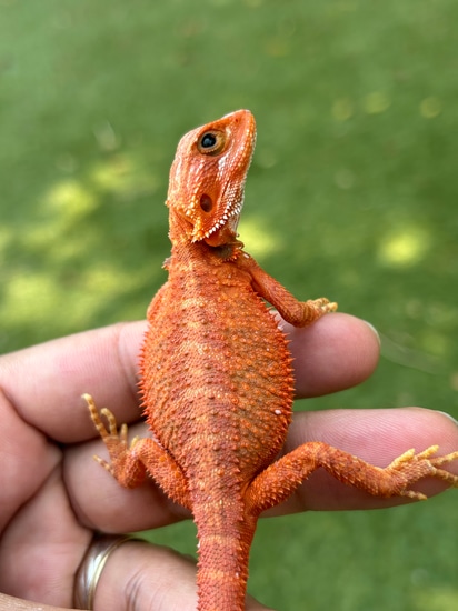 Red Hypo Trans Central Bearded Dragon by Celebrity Reptiles