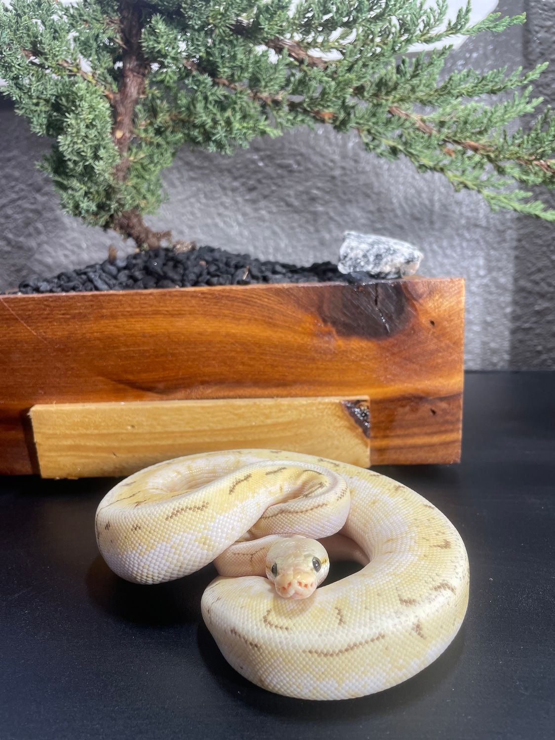 Queenspin Ball Python by Cham’s Constrictors - MorphMarket
