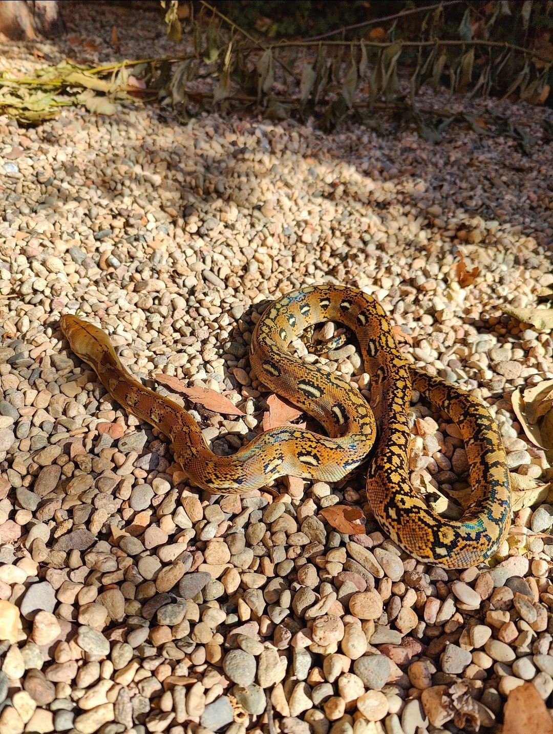 Double Het Anthrax OGS Reticulated Python by Cameron's Reticulated ...