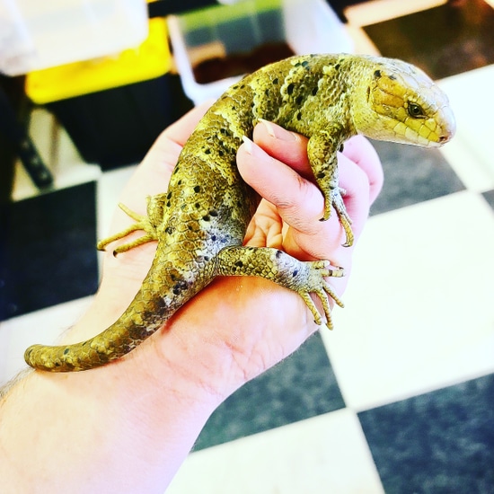 Monkey Tailed Skink Monkey-Tailed Skink by Reptile Pets Direct